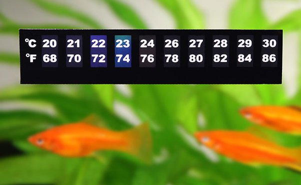 What is the best temperature for a fish tank?