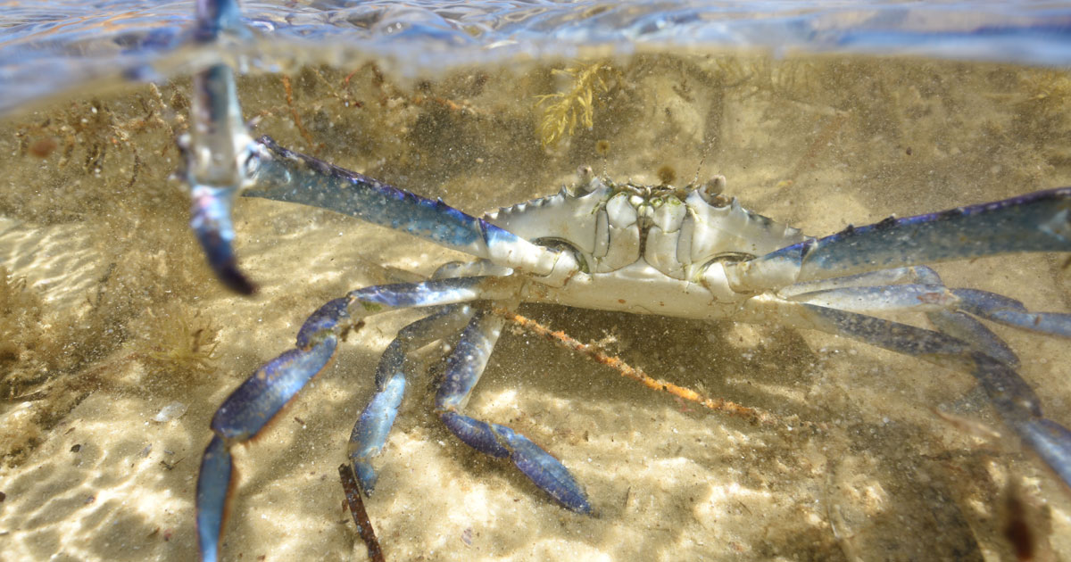 What is the best time to catch blue swimmer crabs?