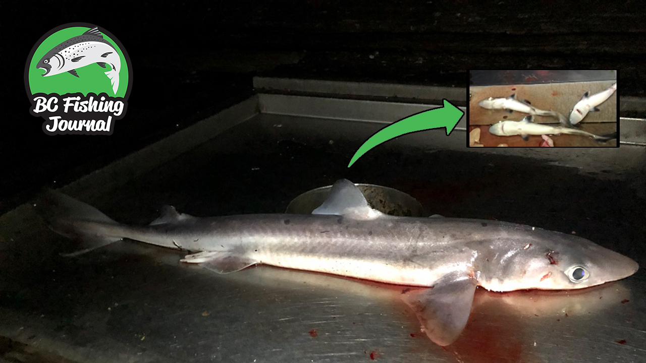 What is the best time to catch dogfish?