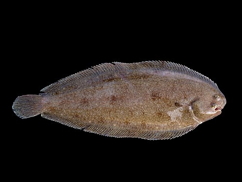What is the best type of sole fish?