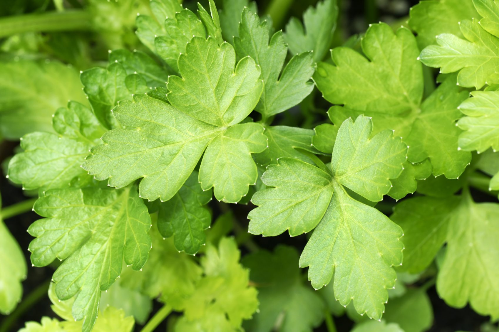 What is the best variety of parsley?