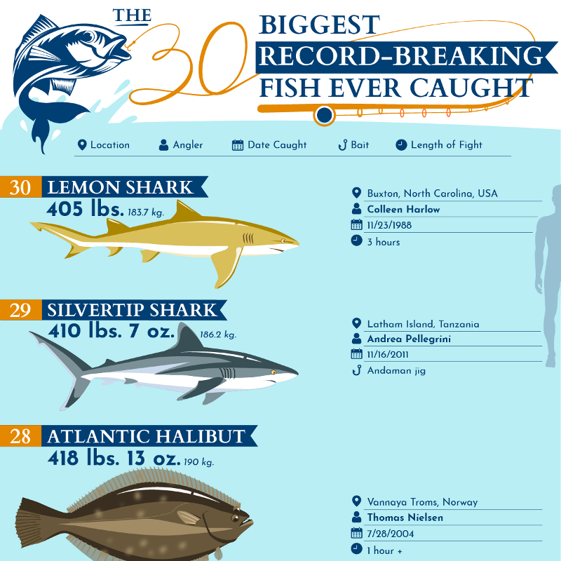 What is the biggest type of fish?