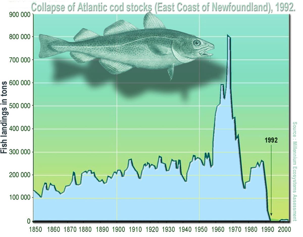 What is the cause of declining numbers of fish in the oceans?