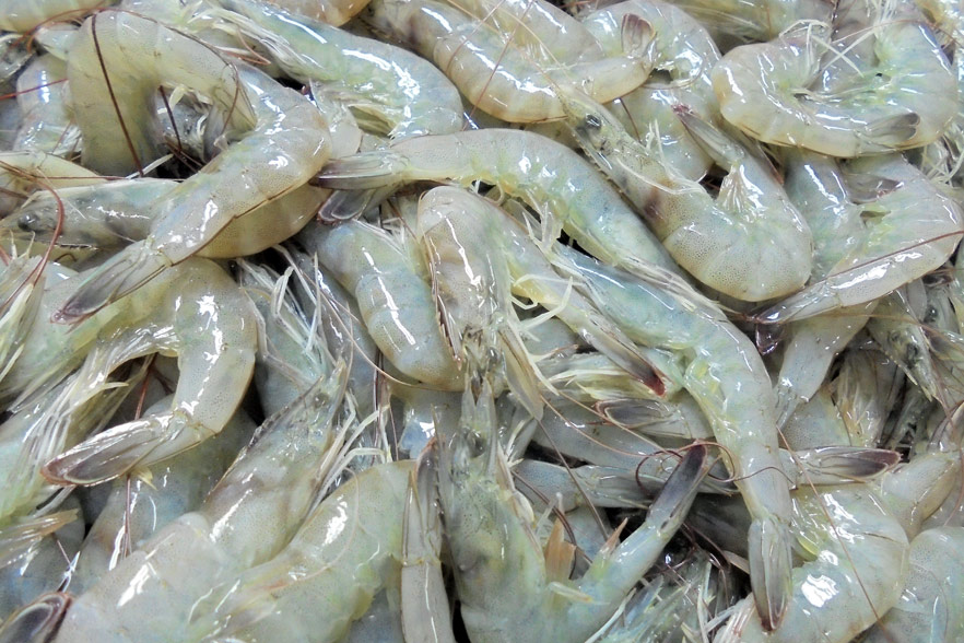 What is the characteristics of fresh shrimp?