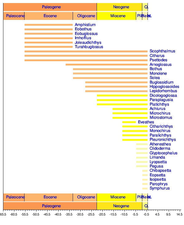 What is the classification of flatfish?