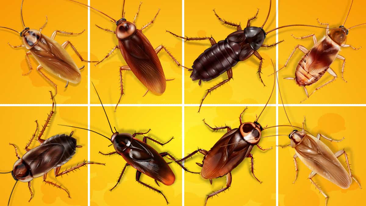 What is the closest relative to a cockroach?