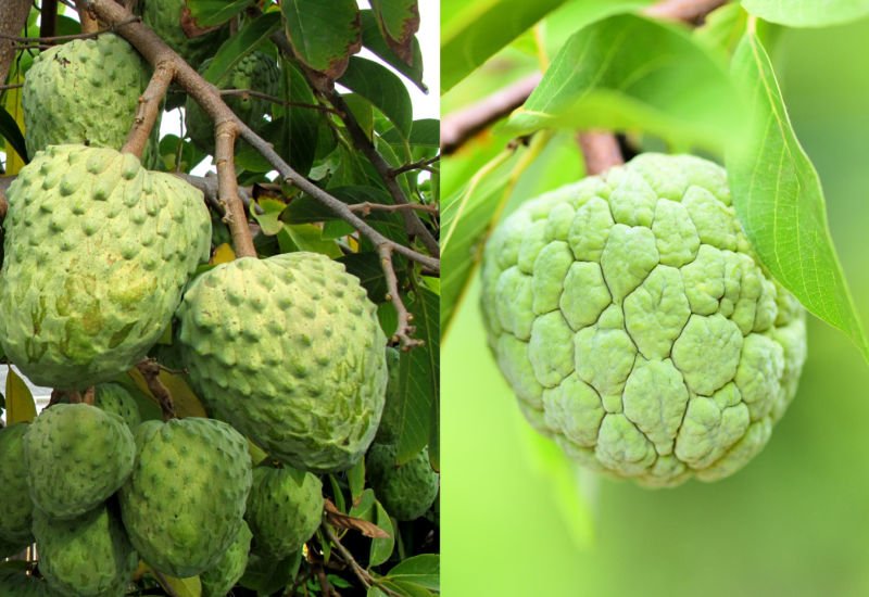 What is the difference between atemoya and cherimoya?