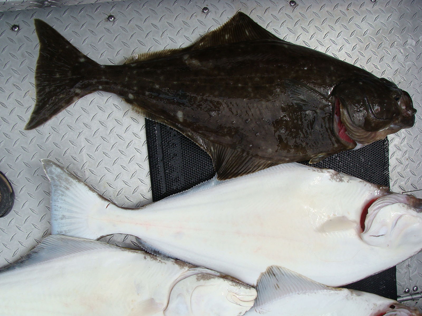 What is the difference between halibut fillets