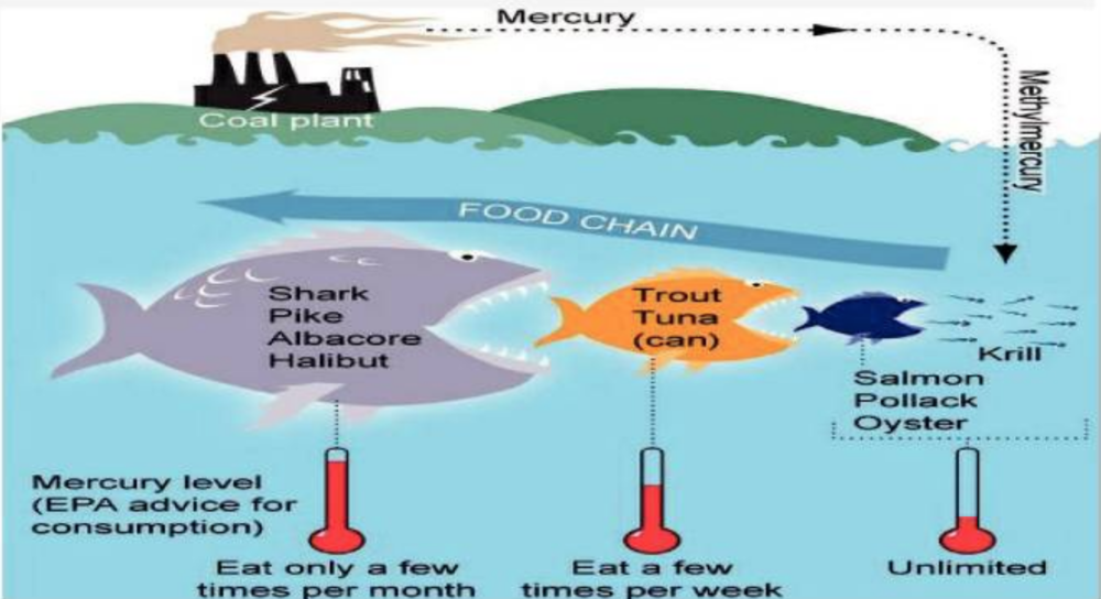 What is the difference between inorganic mercury and methylmercury?