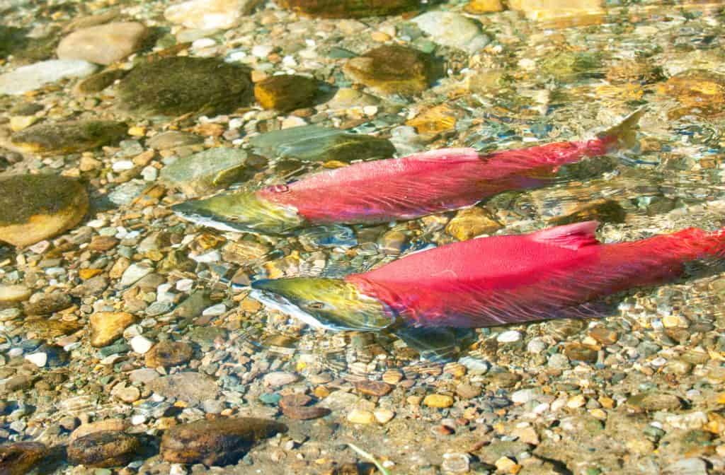 What is the difference between sockeye salmon and kokanee salmon?
