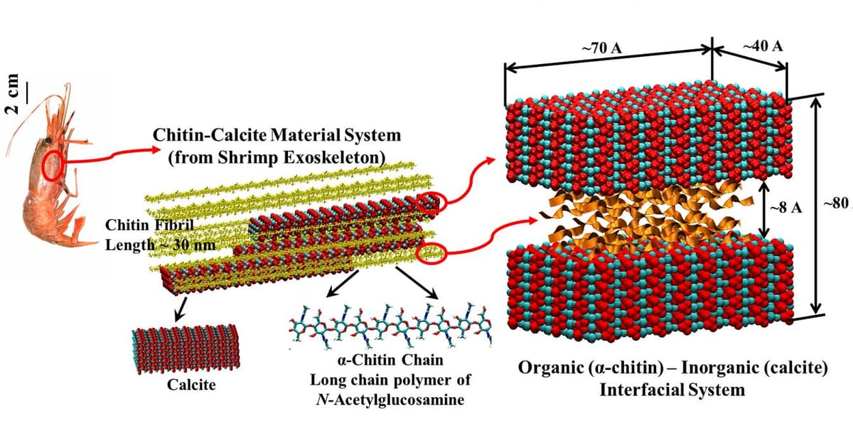 What is the exoskeleton of a prawn?