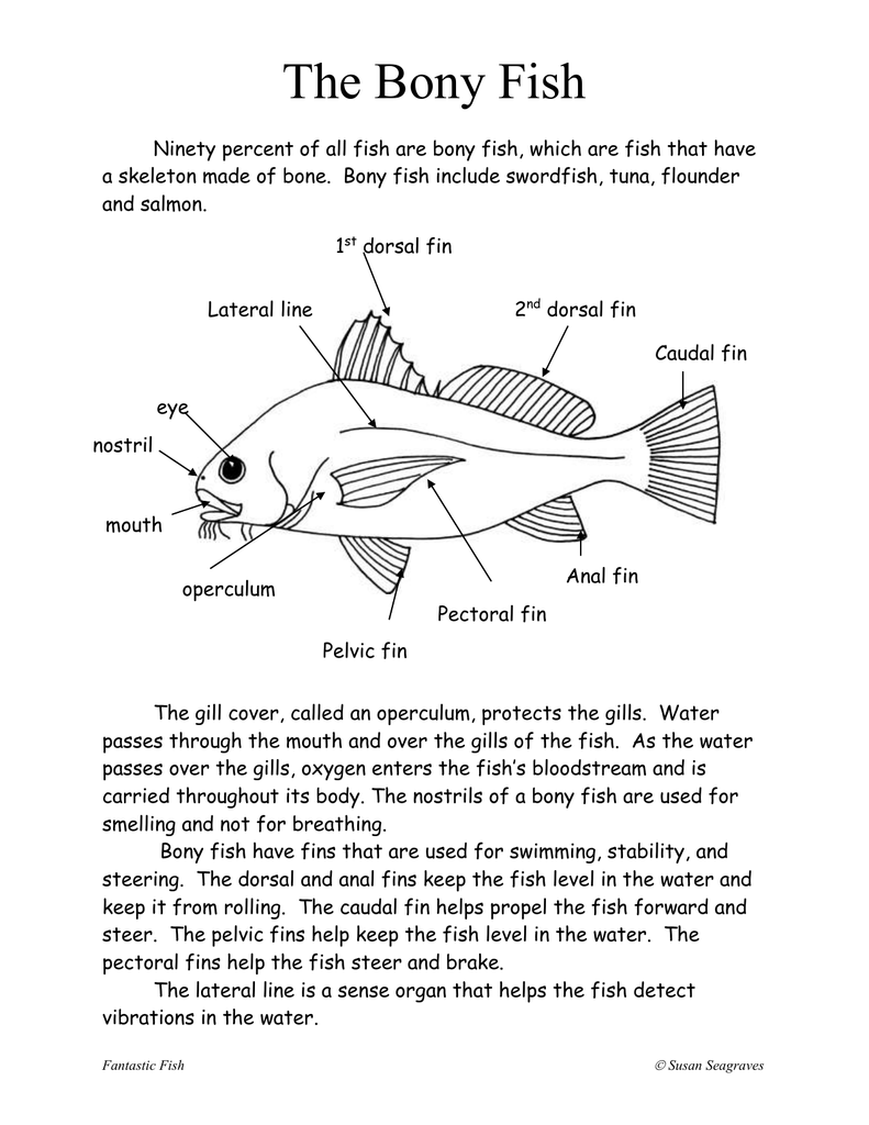 What is the function of nostrils in bony fish?