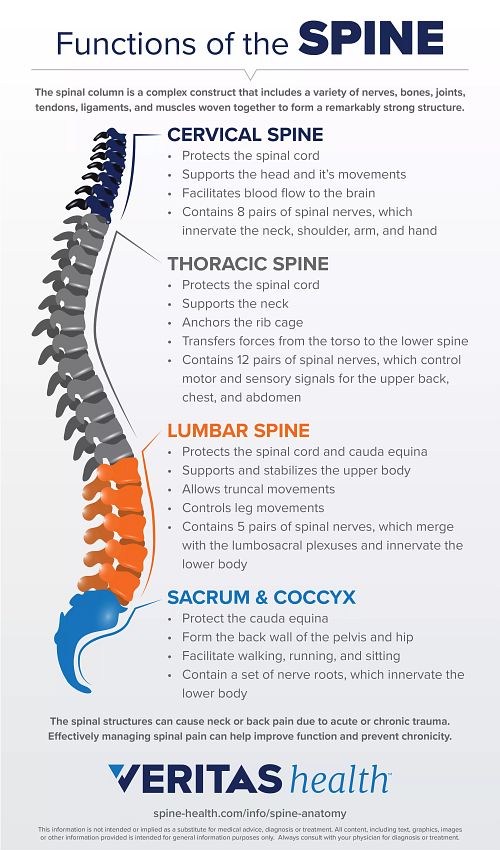 What is the function of the vertebra?