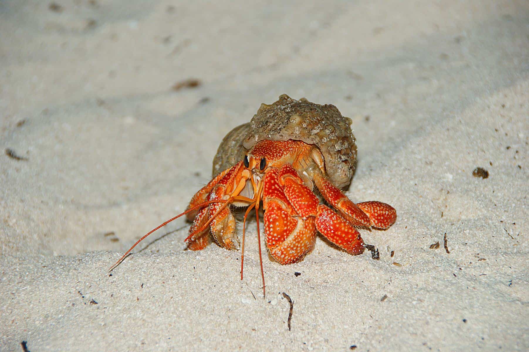 What is the habitat of a strawberry hermit crab?