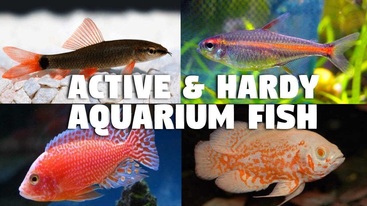 What is the hardiest fish for an aquarium?