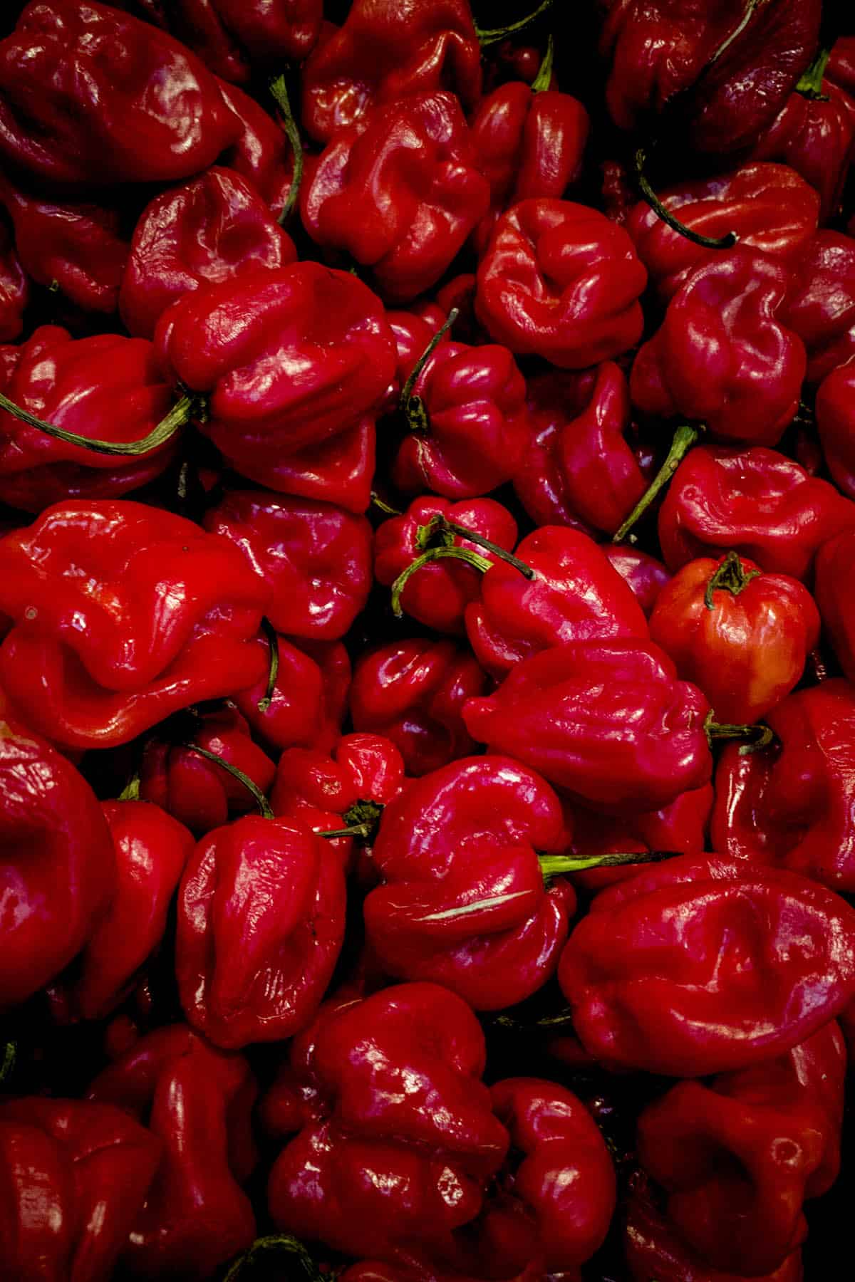 What is the hottest pepper in the Caribbean?