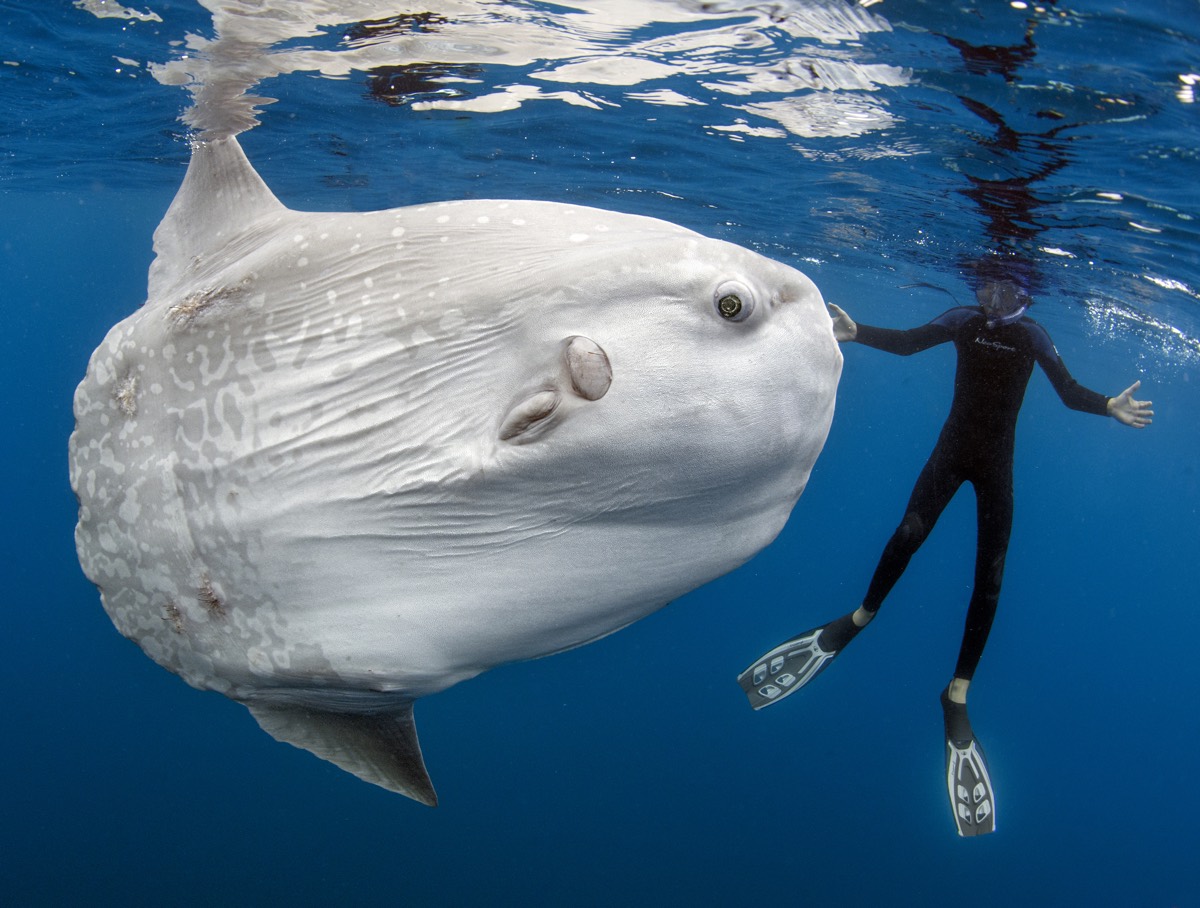 What is the largest bony fish in the world?
