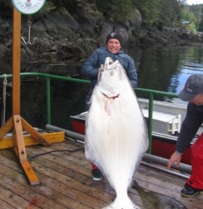 What is the legal size for halibut in BC?