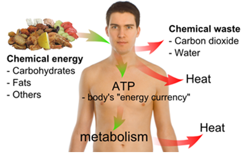 What is the main fuel of the body?