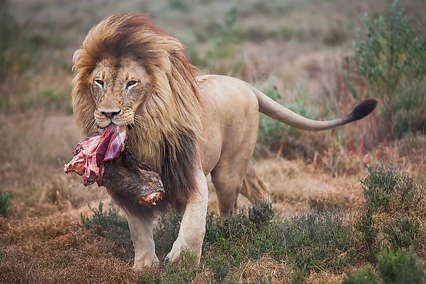 What is the mode of feeding in Lion?