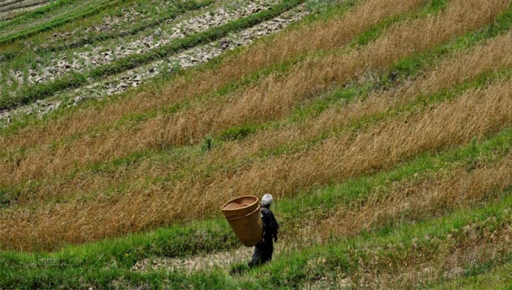 What is the most common crop in Asia?