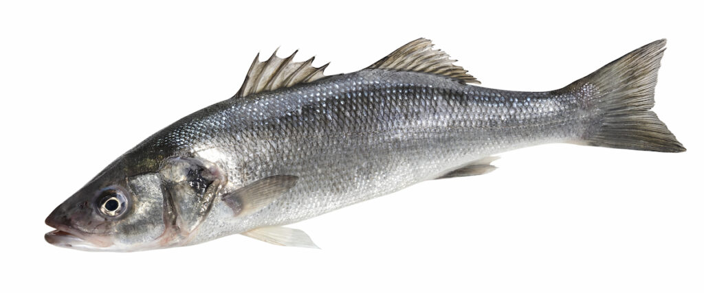 What is the most common edible fish?