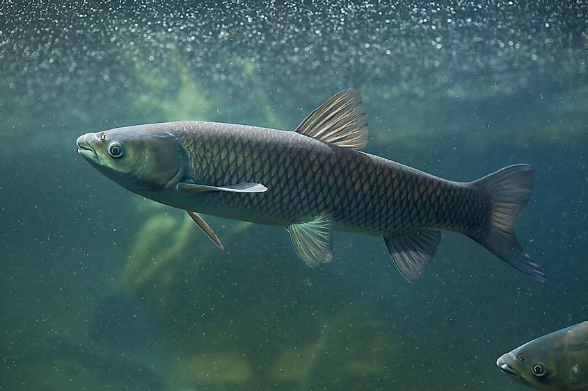 What is the most common type of fish?