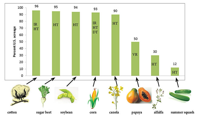 What is the most genetically modified crop?