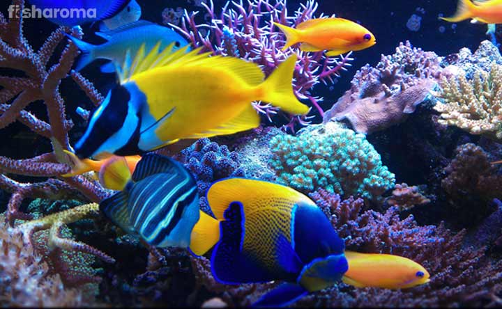 What is the most peaceful saltwater fish?