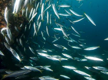 What is the most popular Australian white fish?