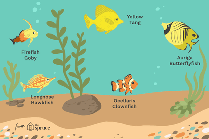 What is the most popular fish in saltwater?