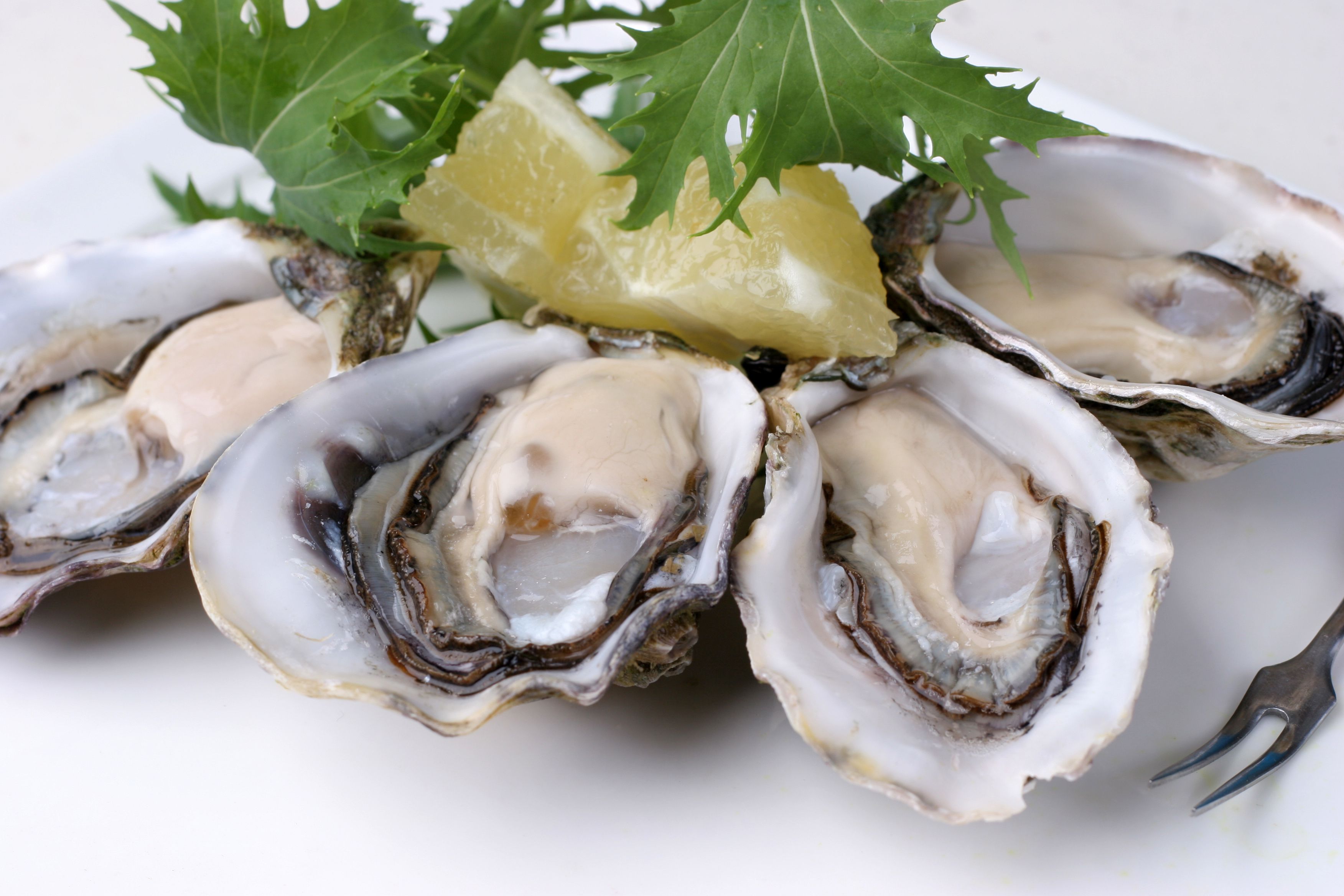 What is the most popular oyster?