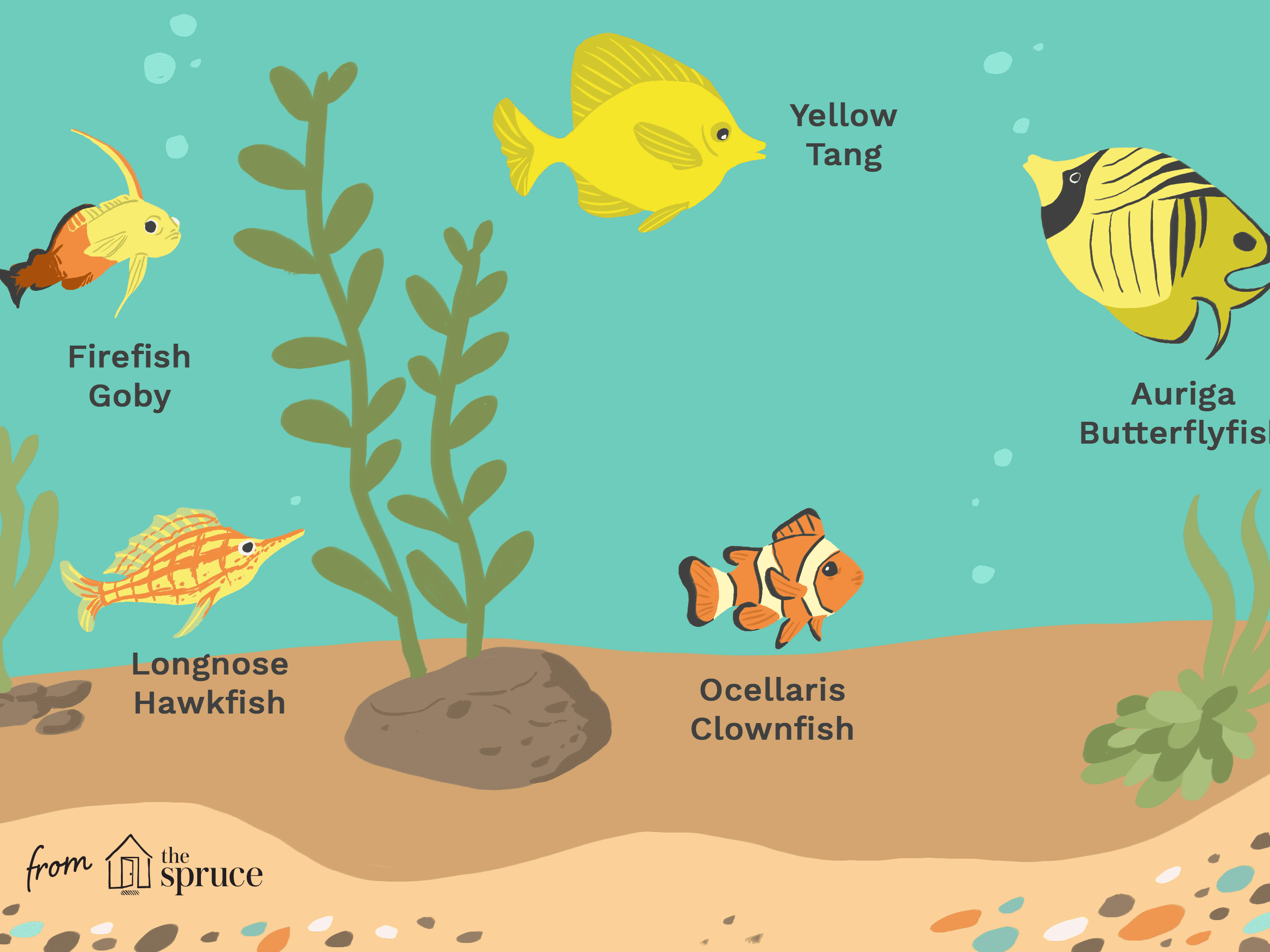 What is the most popular saltwater fish to eat?