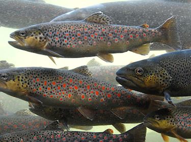 What is the most popular trout?