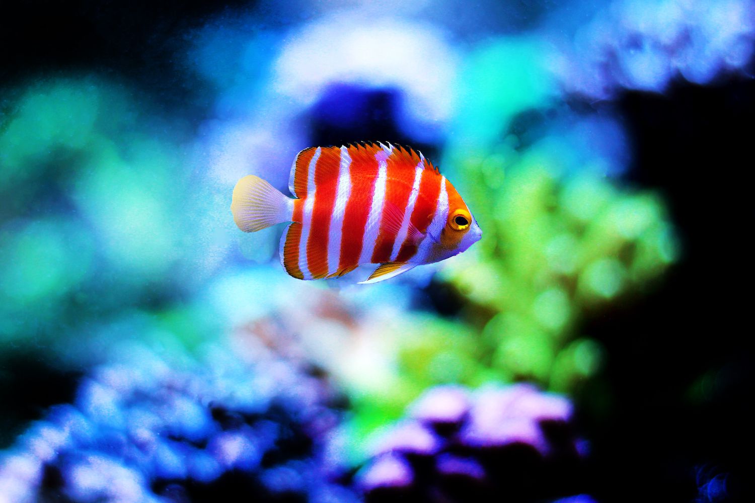 What is the most rare saltwater fish?