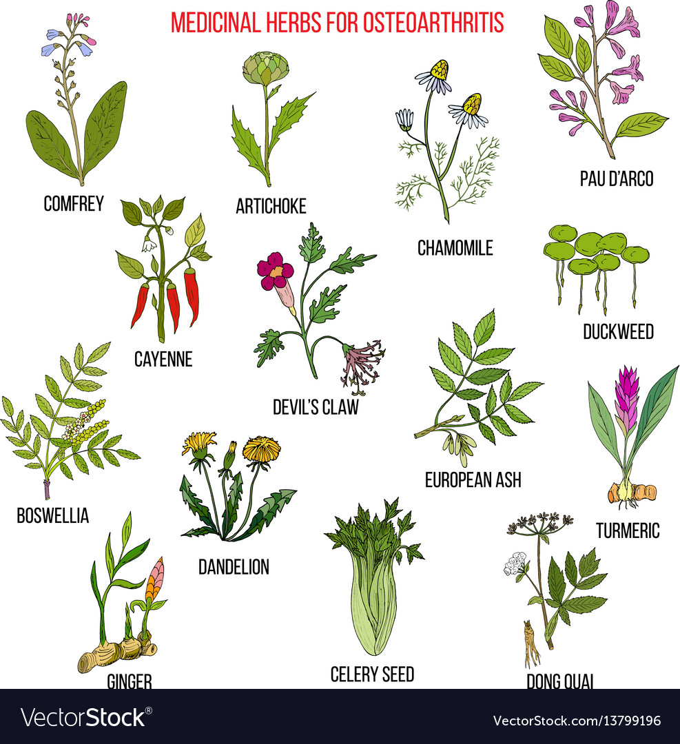 What is the most useful medicinal herb?