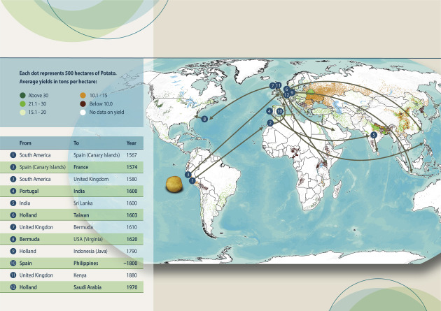 What is the origin of potato?