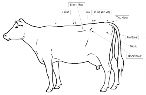 What is the pin bone on a cow?