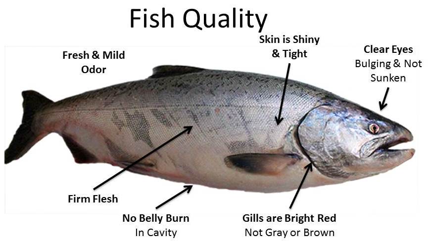 What is the quality of fish and seafood?