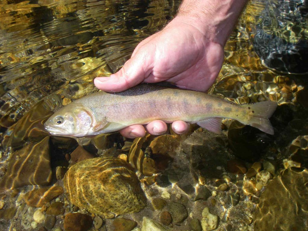 What is the rarest trout?