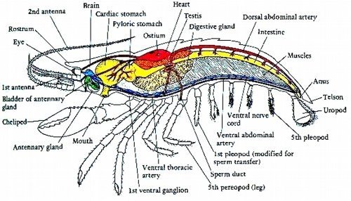 What is the string on a shrimp?