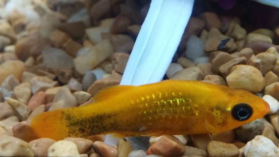 What is the white stuff that comes off fish?