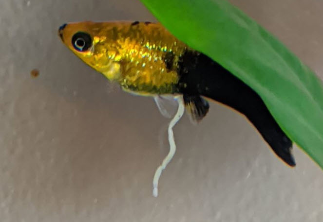 What is white fish poop?