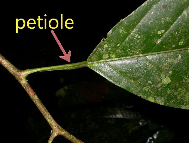 What joins a leaf to a stem?