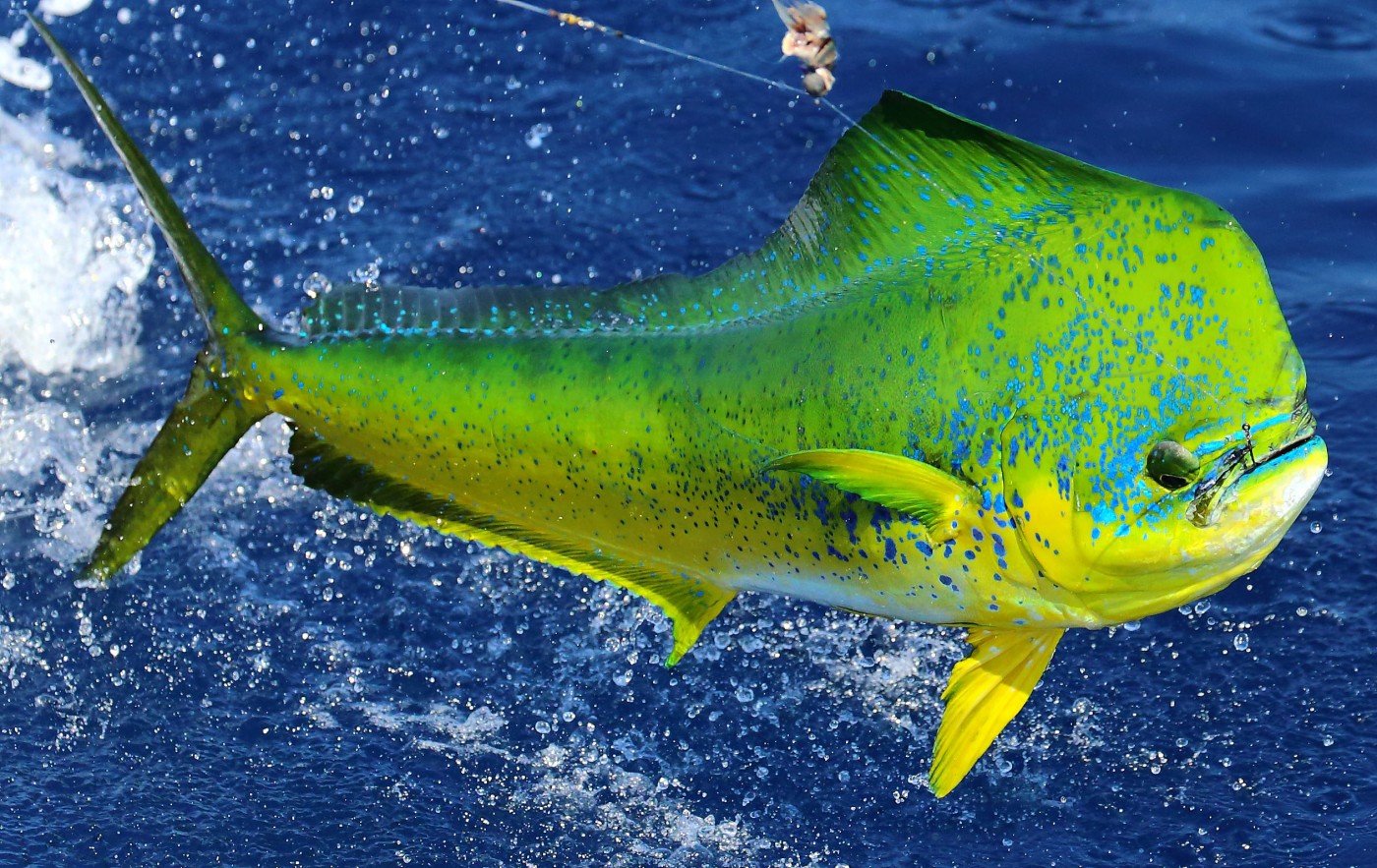 What kind of fish is mahi mahi?