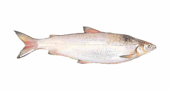 What kind of fish is Whitefish?