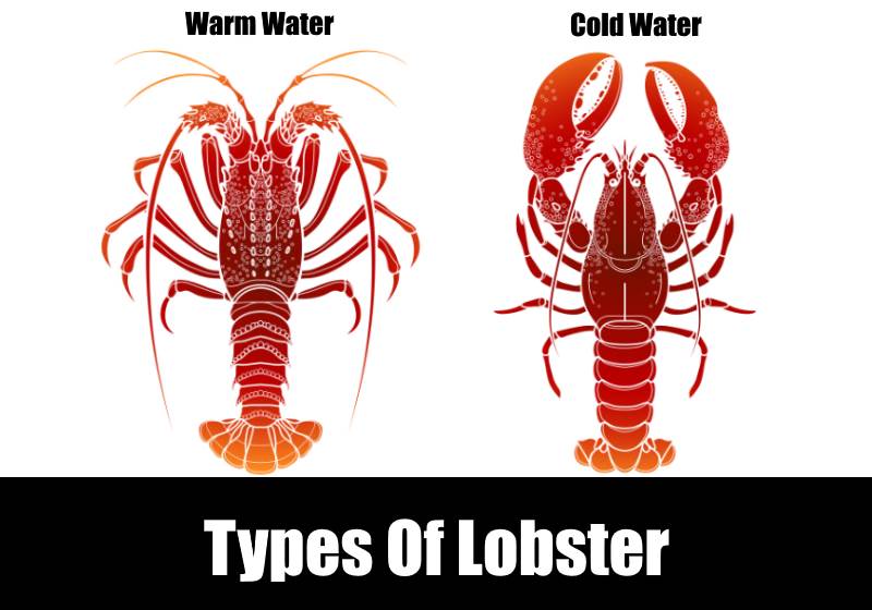 What kind of lobster has no claws?