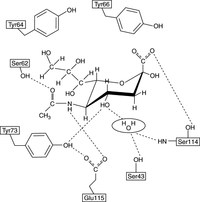 What kind of molecule does wheat germ agglutinin WGA bind to?