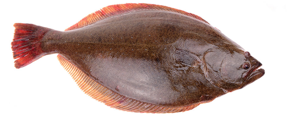 What makes halibut so hard to produce?