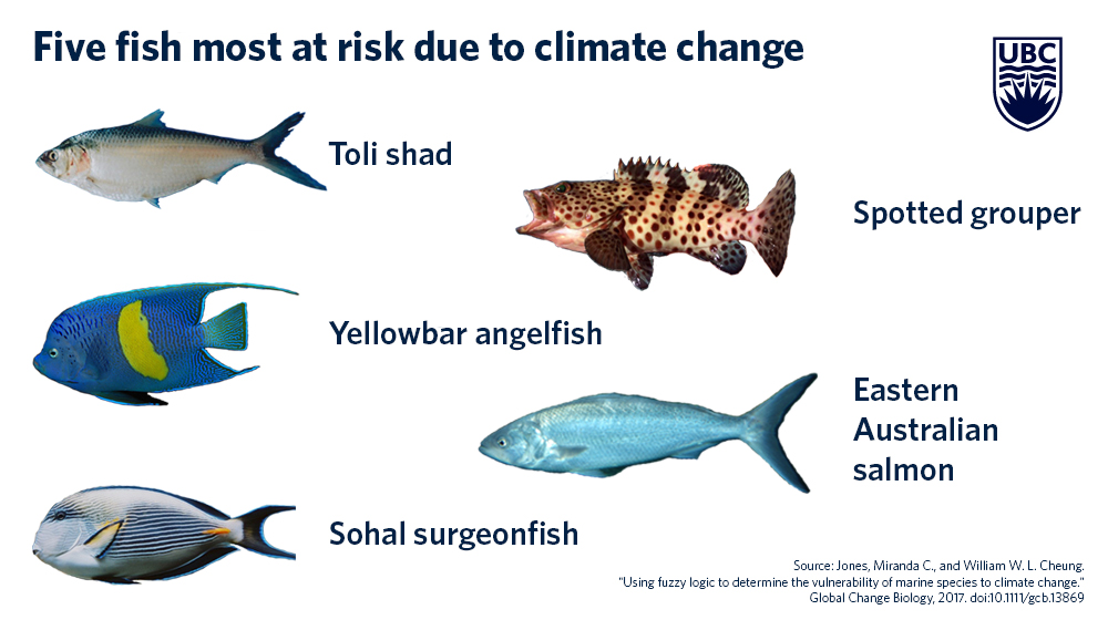 What marine animal is most affected by climate change?